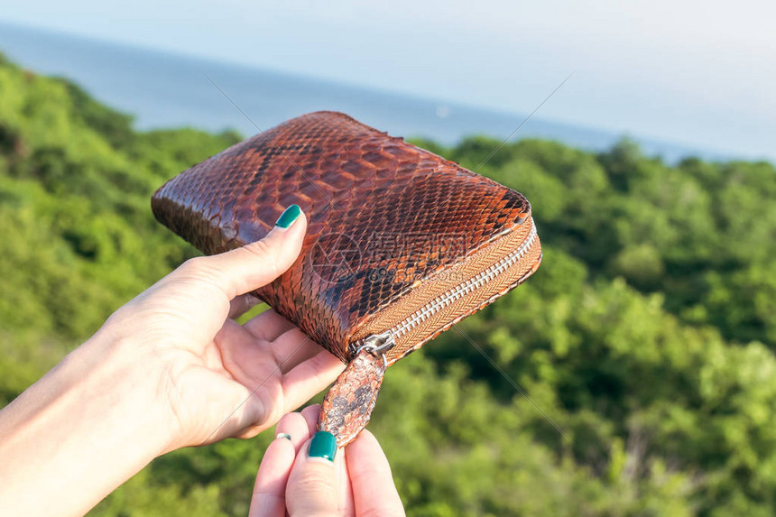 女人手拿着奢侈的蛇皮松钱包在热带绿色背高清图片下载-正版图片505085441-摄图网