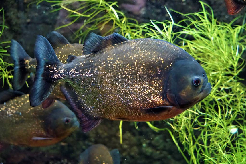 Piranha在动物园高清图片下载-正版图片505086374-摄图网