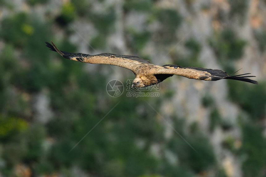 GriffonVulture吉卜赛富武高清图片下载-正版图片505098695-摄图网