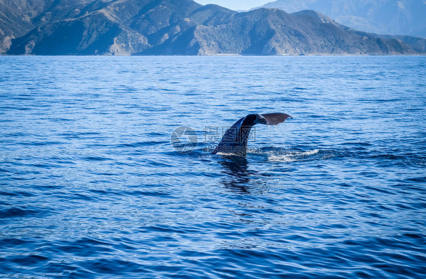 新西兰Kaikou高清图片下载-正版图片505105822-摄图网