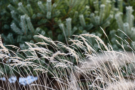 芦苇与日落选择焦点浅景深水中芦苇丛中湖高清图片下载-正版图片505122400-摄图网