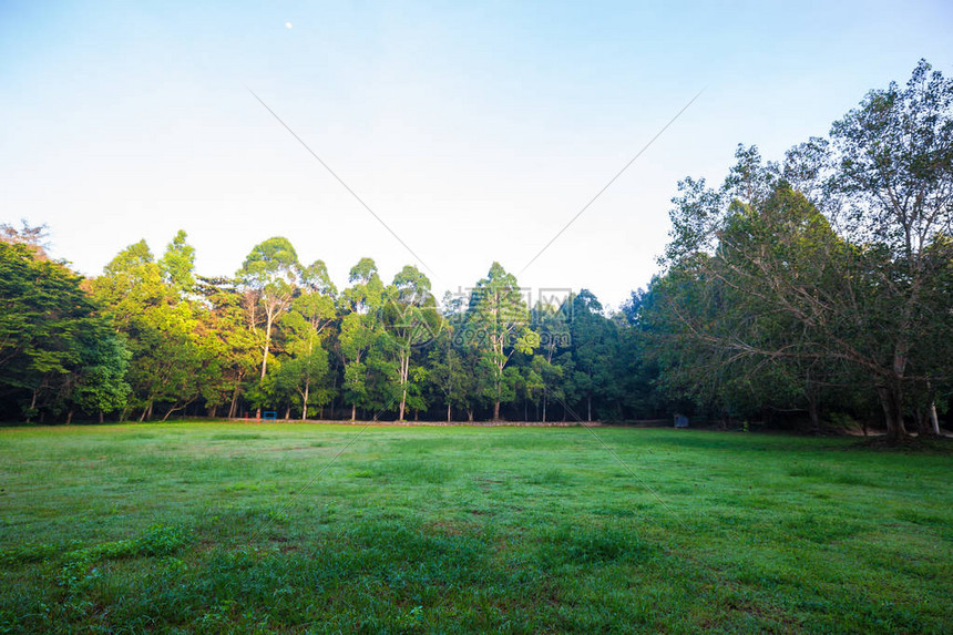 早上有树的公园绿草地高清图片下载-正版图片505134786-摄图网