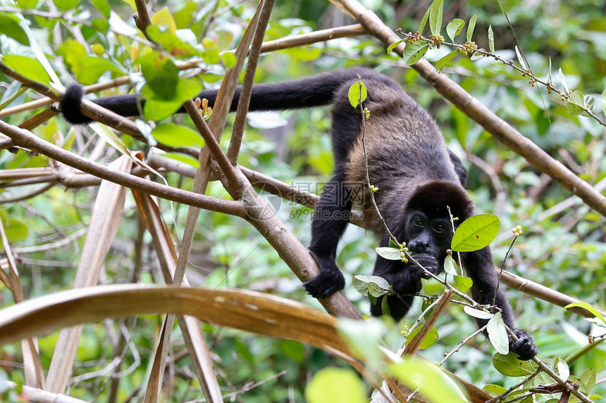 哥斯达黎加树上的黑猴高清图片下载-正版图片505140139-摄图网