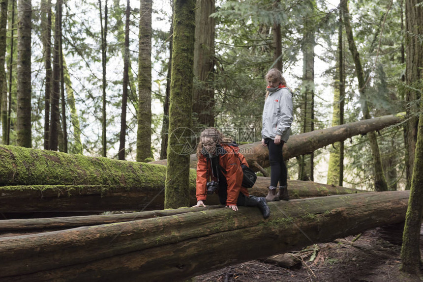 加拿大不列颠哥伦比亚温哥华岛大教堂Grove森林木高清图片下载-正版图片505181787-摄图网