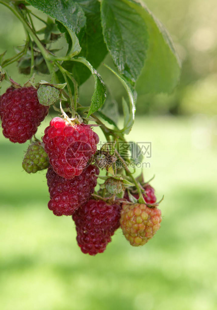 夏日花园的草莓树枝上高清图片下载-正版图片505193958-摄图网