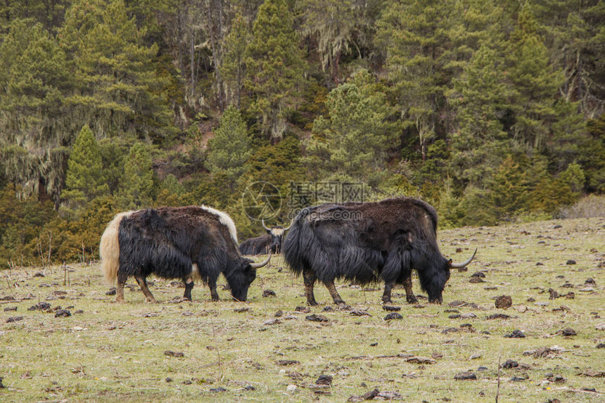 云南省ShangriLa的Pudacuo公高清图片下载-正版图片505210224-摄图网