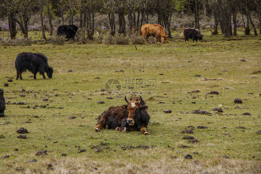 云南省ShangriLa的Pudacuo公高清图片下载-正版图片505210229-摄图网