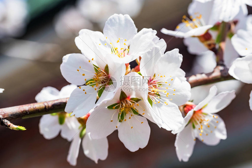 春背景鲜树上有美丽的白杏花高清图片下载-正版图片505211673-摄图网