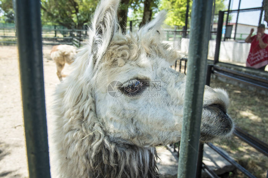 Llama外观高清图片下载-正版图片505227725-摄图网