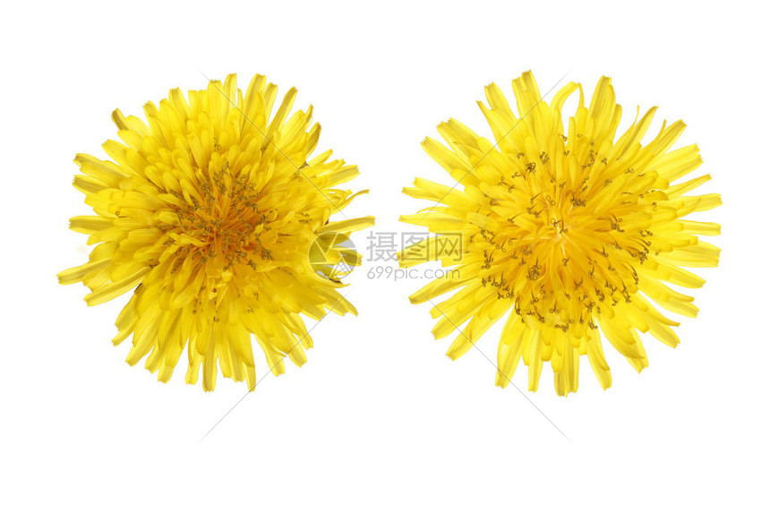 Dandelion花或TaraxacumOfficinale孤高清图片下载-正版图片505234463-摄图网