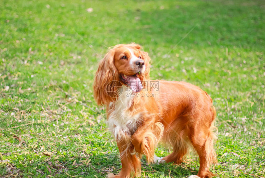 Spaniel男高清图片下载-正版图片505239937-摄图网