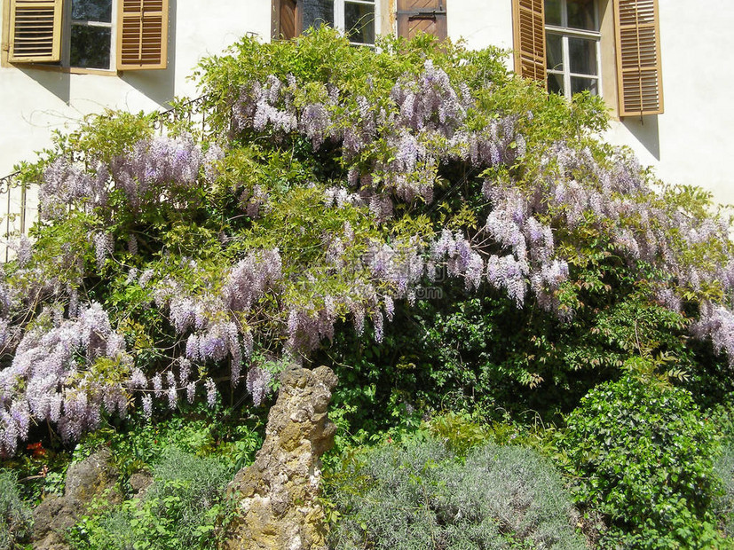 紫花朵开花akawistaria或wys高清图片下载-正版图片505241670-摄图网