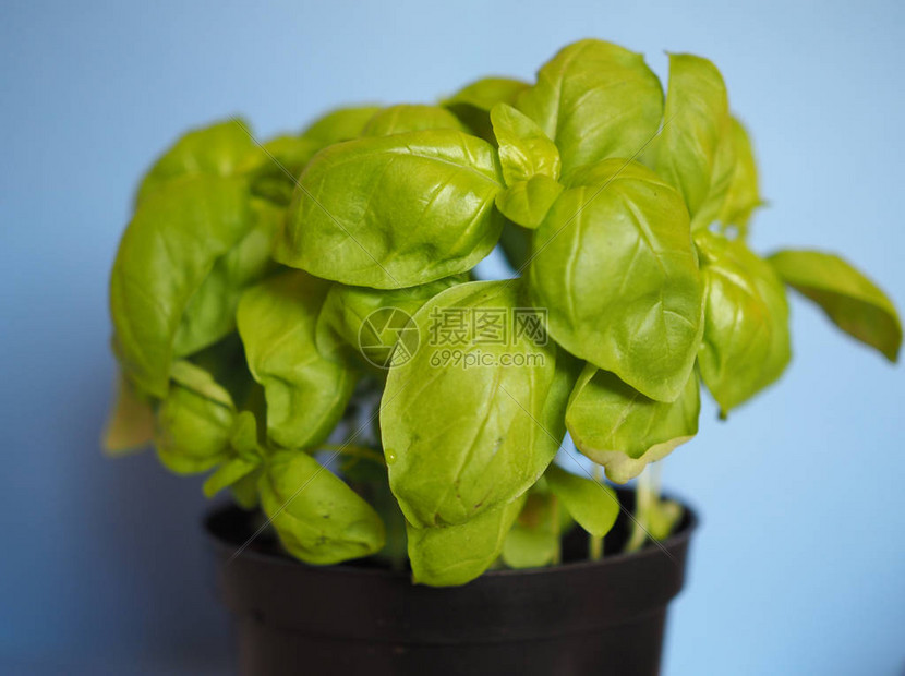 basilOccimbasilicumaka泰国basil或甜b高清图片下载-正版图片505242765-摄图网