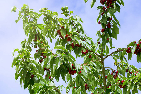 夏日花园的草莓树枝上高清图片下载-正版图片505193958-摄图网