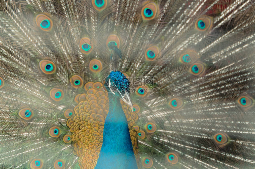 孔雀笼子里的孔雀高清图片下载-正版图片505246212-摄图网