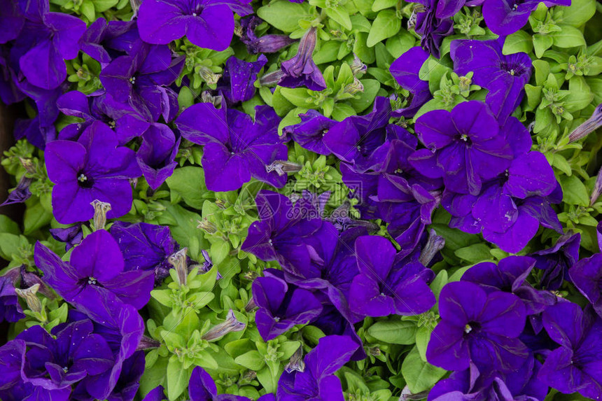Petunia大量的Petuni高清图片下载-正版图片505247782-摄图网