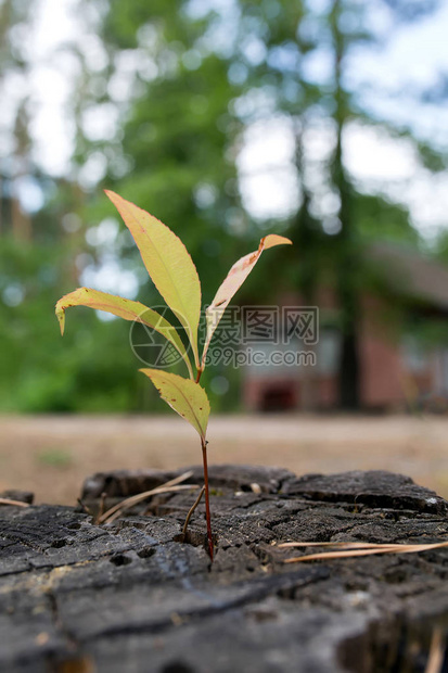 从树桩上植树的绿苗恢复高清图片下载-正版图片505271554-摄图网