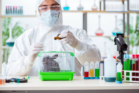 实验兔子图片_实验兔子素材_实验兔子高清图片_摄图网图片下载