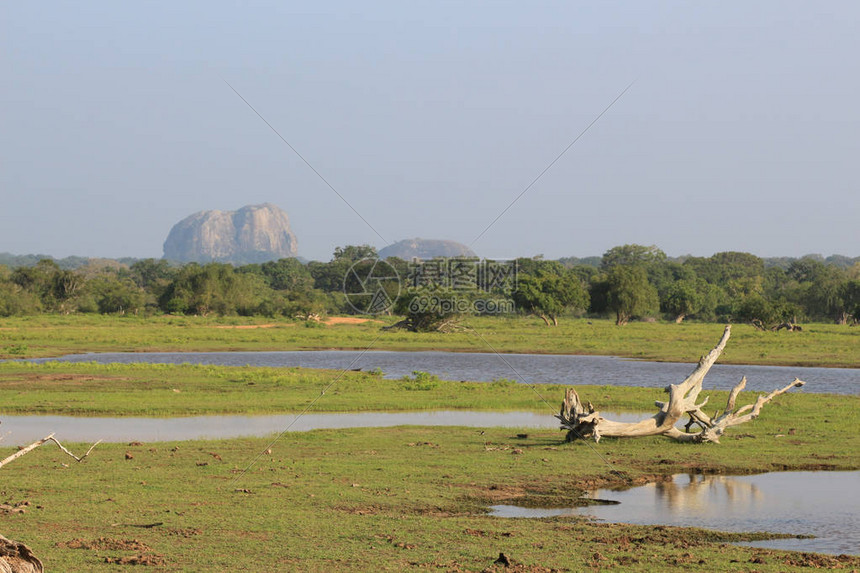 来自斯里兰卡亚拉国高清图片下载-正版图片505293127-摄图网