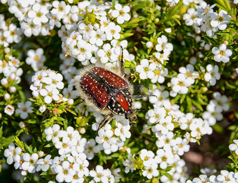 南部非洲白花上的Brunia高清图片下载-正版图片505312905-摄图网
