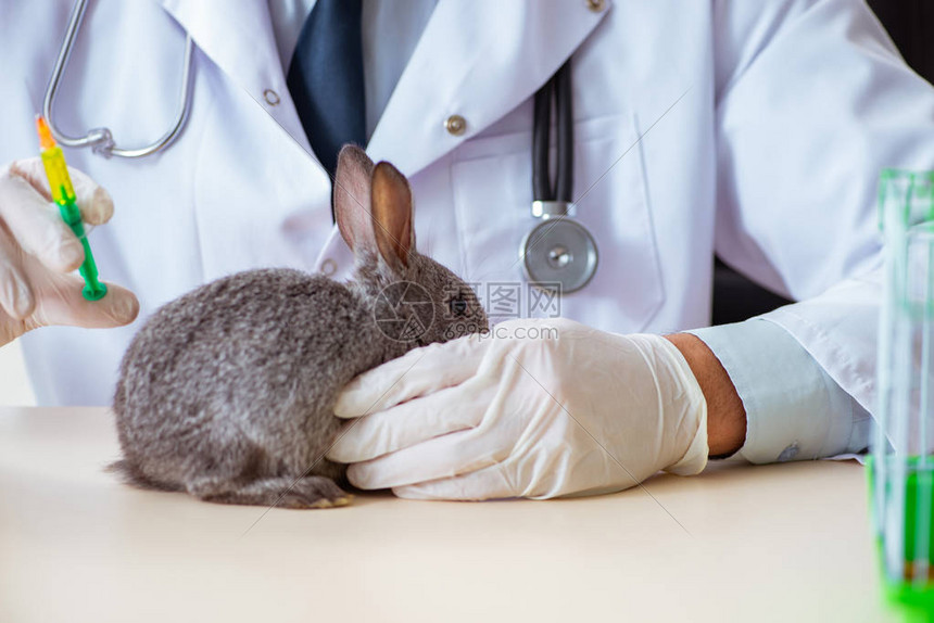 在其诊所检查兔高清图片下载-正版图片505314210-摄图网