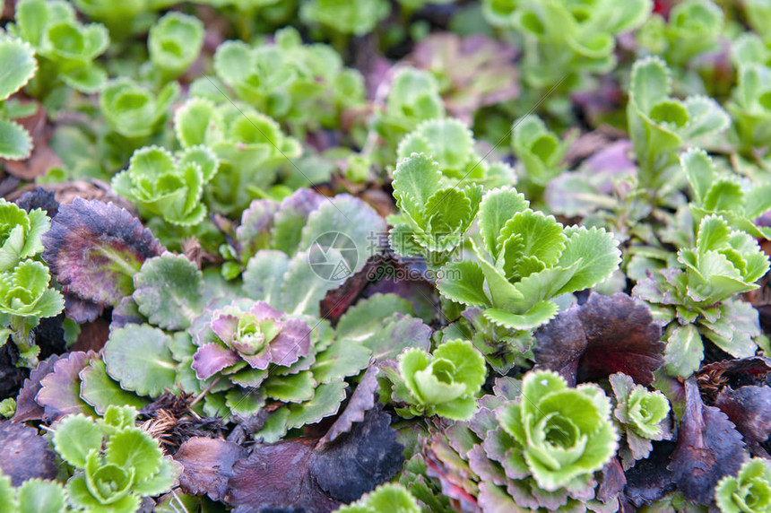 其他名称包括圣帕特里克卷心菜奇思妙想Prattling高清图片下载-正版图片505326203-摄图网