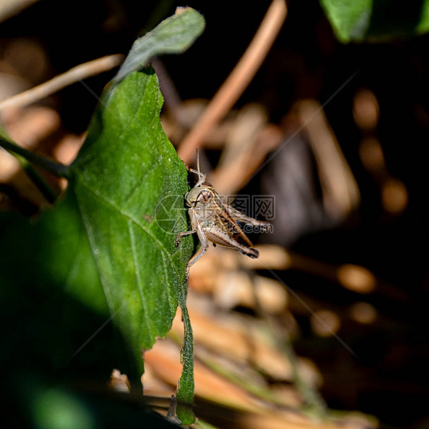 南部非洲草原上的Rhach高清图片下载-正版图片505328739-摄图网