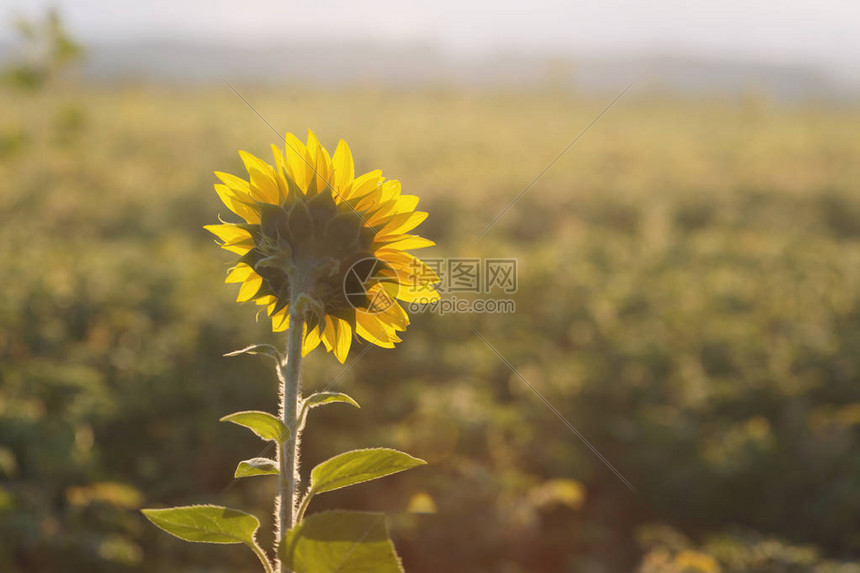 向日葵头在早晨转向太阳高清图片下载-正版图片505373490-摄图网