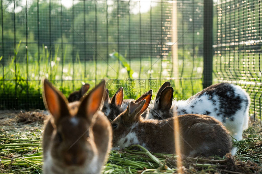 在笼子柜台的兔子高清图片下载-正版图片505397081-摄图网
