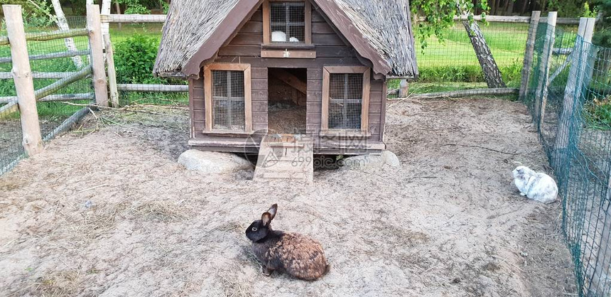 动物园里的兔子高清图片下载-正版图片505409322-摄图网