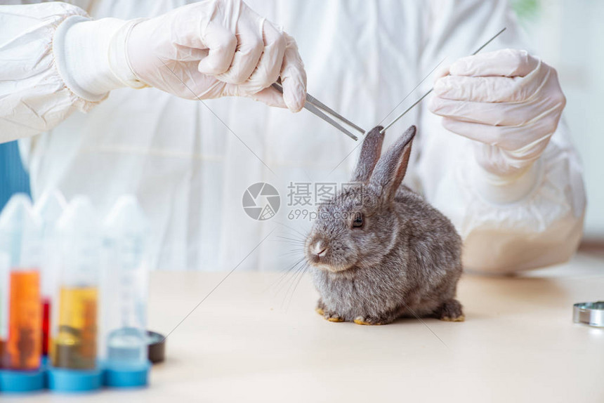 科学家对动物兔子进行测试高清图片下载-正版图片505411197-摄图网