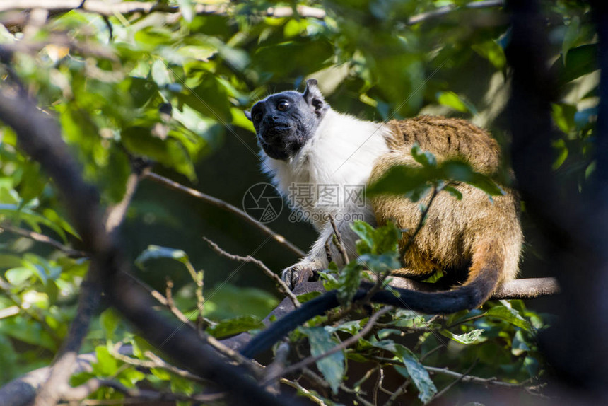 树上有许多枝叶的猴领sau高清图片下载-正版图片505426246-摄图网