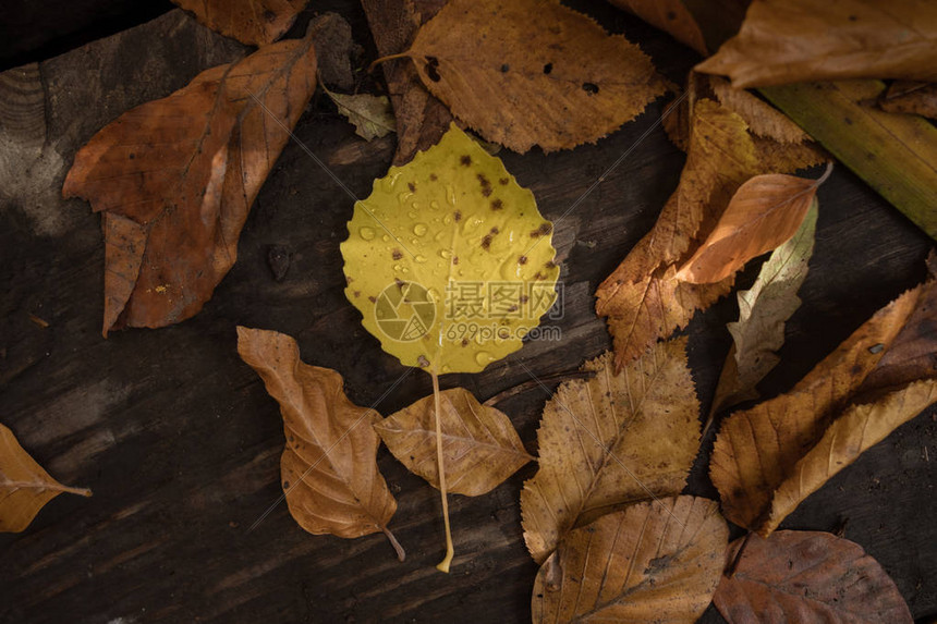 秋天的落叶下有雨滴秋高清图片下载-正版图片505431013-摄图网
