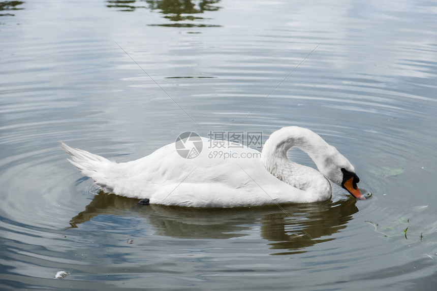 游泳天鹅座olor天鹅在喙的基部有特征生长物在Leaze高清图片下载-正版图片505433343-摄图网