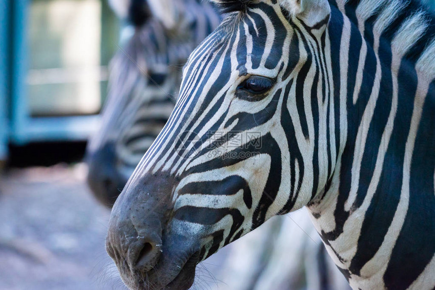 Zebra高清图片下载-正版图片505436105-摄图网