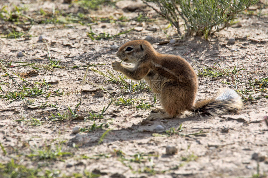 在南非卡拉哈里开阔的沙漠上剥离了松鼠Xerus红高清图片下载-正版图片505475887-摄图网