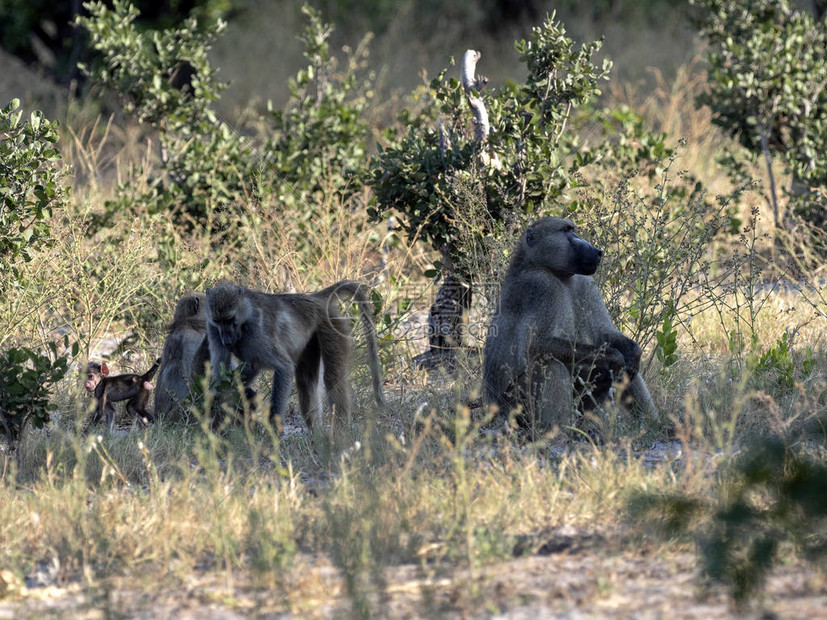 Chacma高清图片下载-正版图片505479821-摄图网