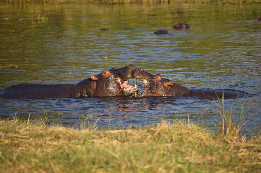 与博茨瓦纳奥卡万戈Okavango的高清图片下载-正版图片505481995-摄图网