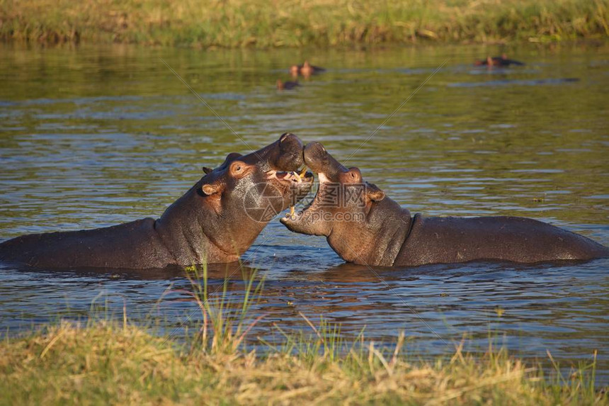 与博茨瓦纳奥卡万戈Okavango的高清图片下载-正版图片505481996-摄图网