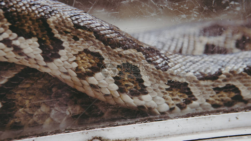 动物园的热带python地球上的高清图片下载-正版图片505492035-摄图网