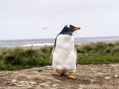 Gentoo企鹅Pygoscelis巴布亚高清图片下载-正版图片505498110-摄图网