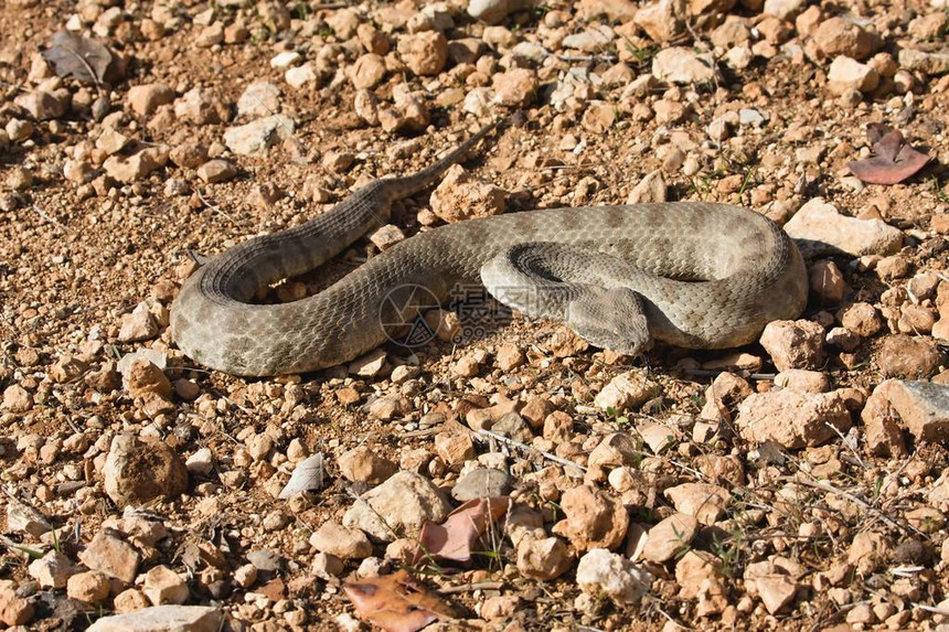 Levantine高清图片下载-正版图片505507469-摄图网