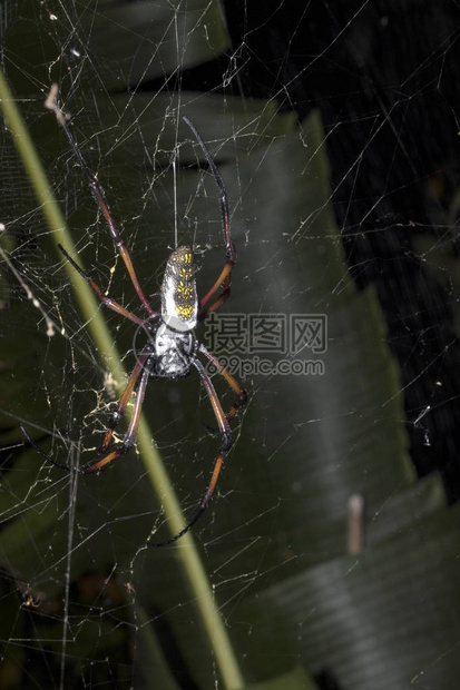 马达加斯网络上的Nep高清图片下载-正版图片505510440-摄图网