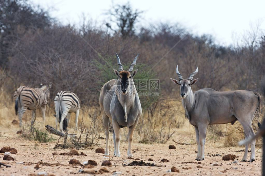 Eland高清图片下载-正版图片505523901-摄图网