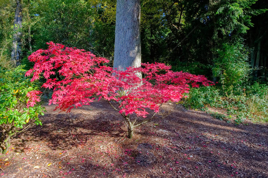 一棵年轻的加拿大美木秋叶树在苏格兰公园的阳光下高清图片下载-正版图片505528521-摄图网