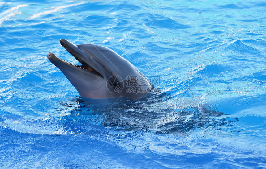 海豚在西班高清图片下载-正版图片505537955-摄图网