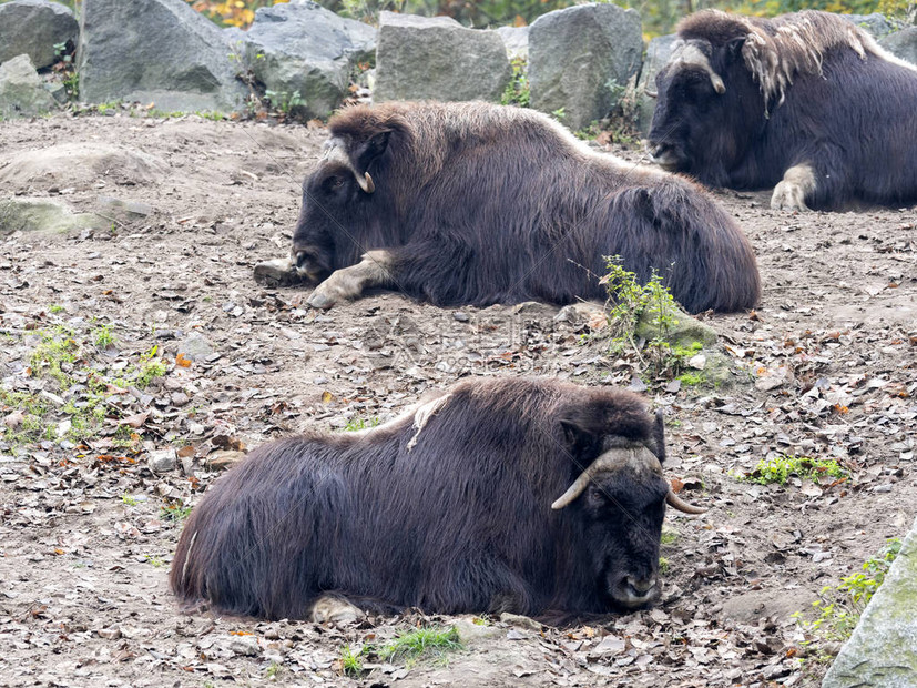 Musk高清图片下载-正版图片505549592-摄图网