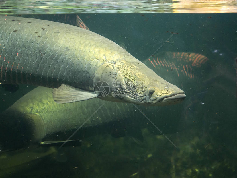 Pirarucu高清图片下载-正版图片505550011-摄图网