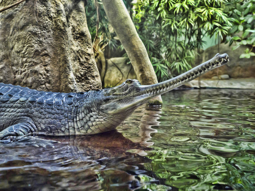 Gharial高清图片下载-正版图片505550295-摄图网