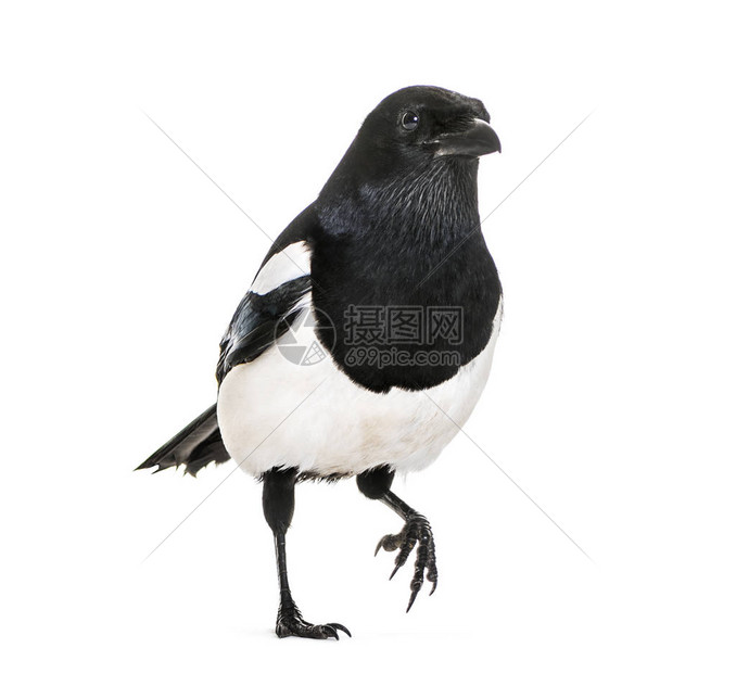 常见的Magpie高清图片下载-正版图片505550431-摄图网